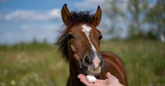 Do Horses Eat Sugar Cubes? The Sweet Truth Revealed – Dream Horse