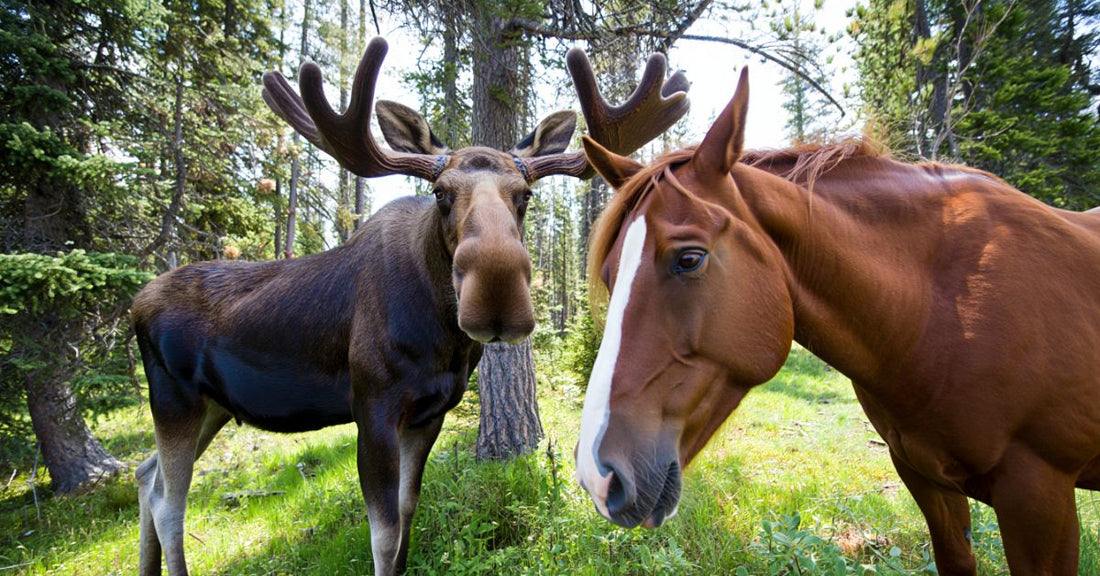 How Big Is a Moose Compared to a Horse? Size Surprises! – Dream Horse