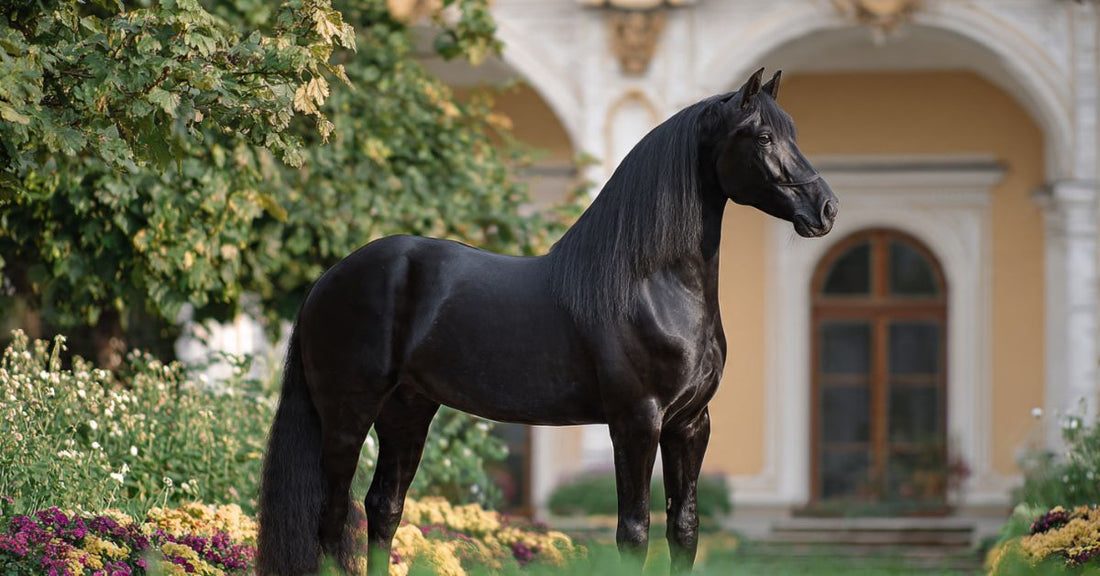 What Breed Are the Queens Black Horses? The Secret Behind the Majestic ...