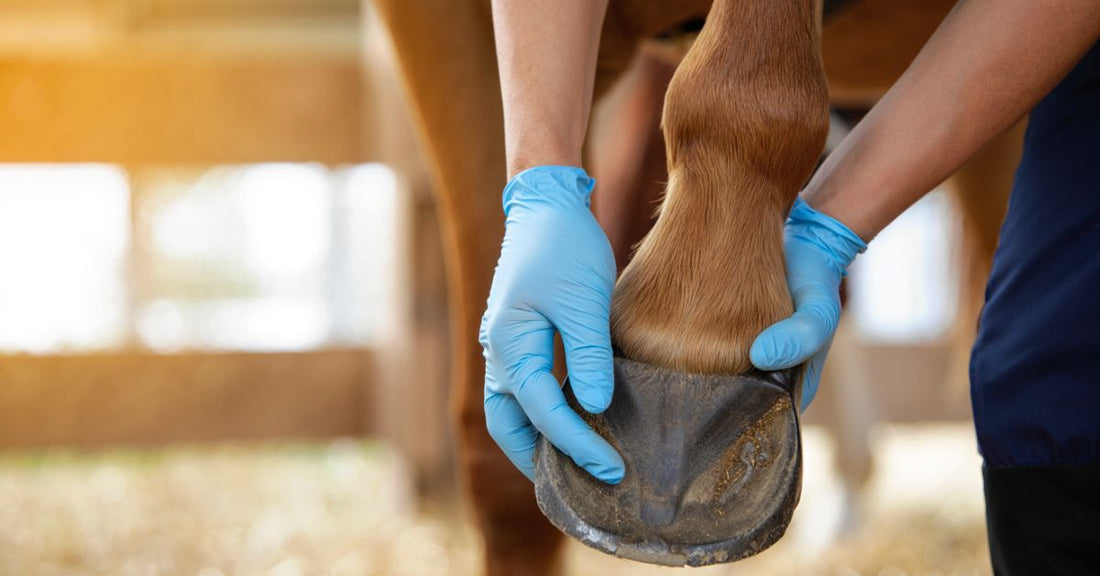 What Is Canker in Horses? Understanding This Serious Hoof Disease ...